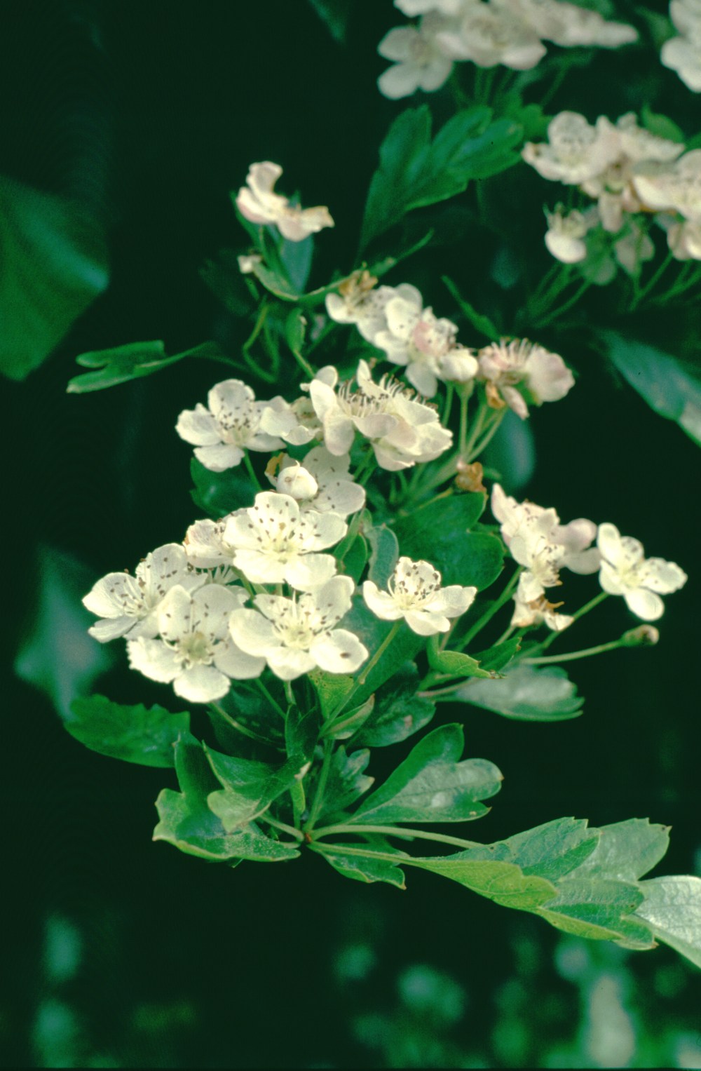 Tree Spirit Healing | The Tao Of Trees